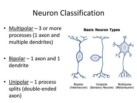 Nervous System Tissues Ppt Download