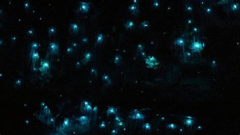New Zealands Glowworm Caves Source Tumbex