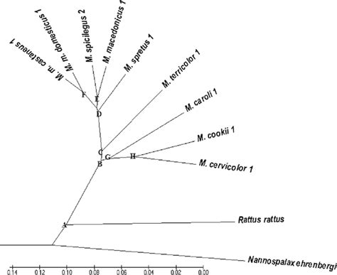 UPGMA Tree Showing The Split And Radiation Of The Species And Download Scientific Diagram
