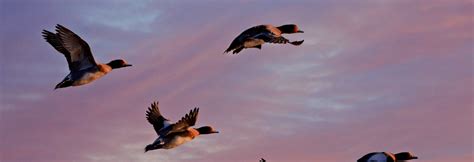 秒懂算法 活动安排问题贪心算法时间策略子集