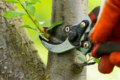Pruning Perfection The Importance Of Correct Pruning Techniques