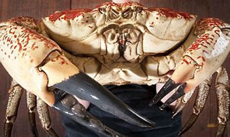 Biggest King Crab