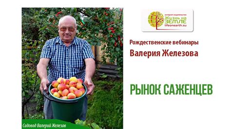 Рынок саженцев плодовых деревьев в России. - YouTube
