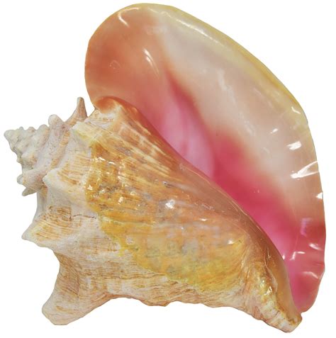 Queen Conch Ubicaciondepersonas Cdmx Gob Mx