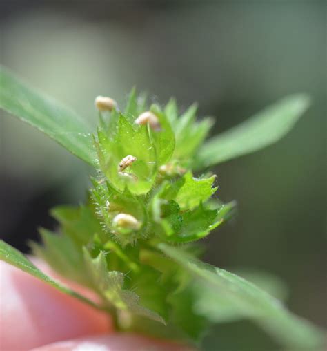 Slender Threeseed Mercury Search Native Plant Hub