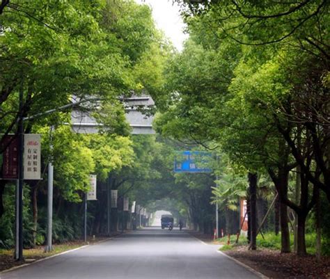 崇明岛露营1 初到东平国家森林公园 崇明旅游攻略 游记 去哪儿攻略