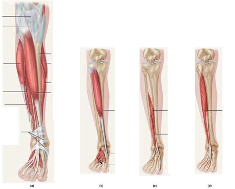 Lab 2 Part 2 Slide 15 Diagram Quizlet