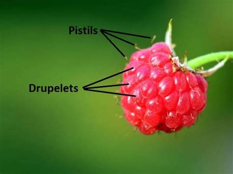 Do Seedless Raspberries Exist Answered