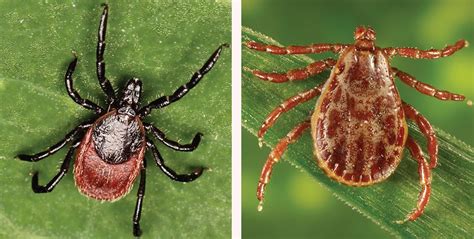 Lyme Disease And Deer Captions Tempo