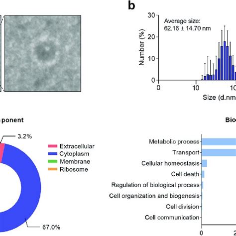 Characterization And Identification Of Micrococcus Luteus Derived Download Scientific Diagram
