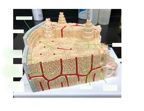 Biology Model For Compact Bone Diagram Quizlet