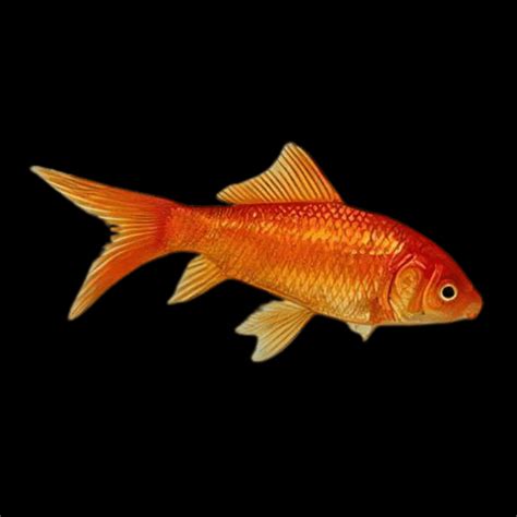 10 X Goldfish Red Carassius Auratus Sims Tropical Fish Tropical