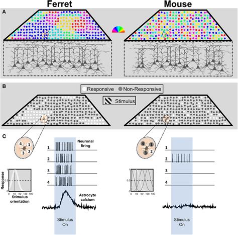 Schematic Representation Of Neuronal Response Patterns In Mouse And Download Scientific Diagram