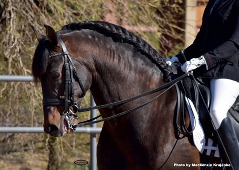 The Andalusian Horses Are Also Known In The Performance World As The