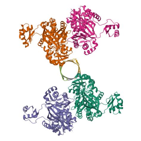 Rcsb Pdb 8hz4 The Tetrameric Structure Of Biotin Carboxylase From Chloroflexus Aurantiacus In