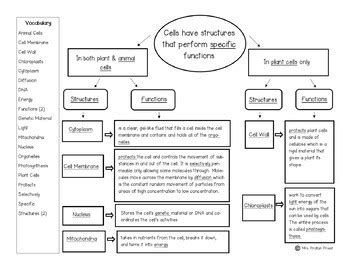 Cells Structure And Function Concept Map By Mrs Proton Priest TPT