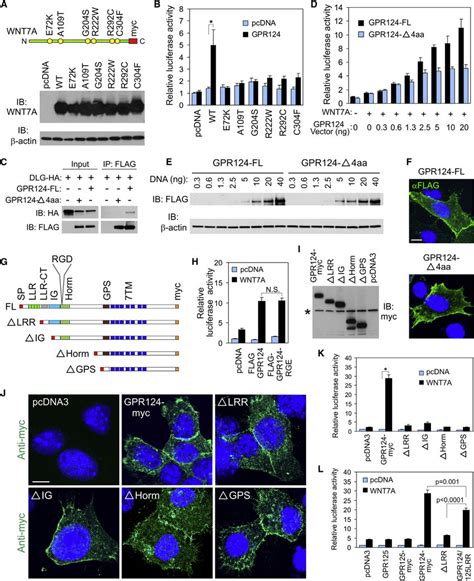 Mutation Analysis Identifies Amino Acids Of Wnt7a And Gpr124 Important