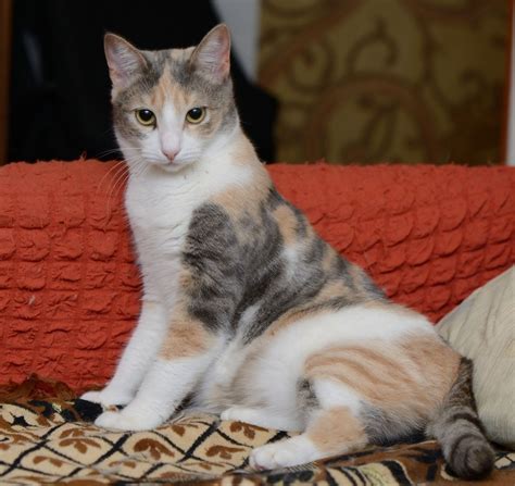 Dilute Caliby Tabby Calico Cat Sitting On Couch