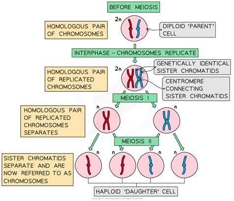 Stages Of Meiosis Dp Ib Biology Sl Revision Notes 2016