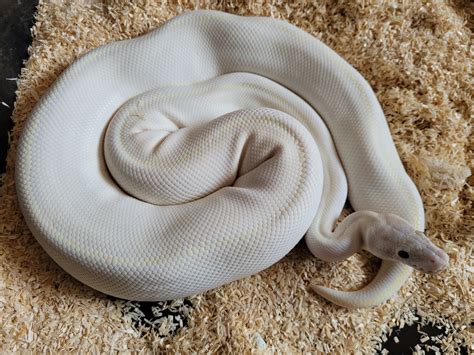 Ivory Ball Python By Balls2that Morphmarket