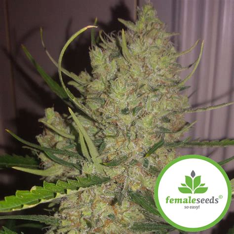 Female Seeds Sexbud Leafly