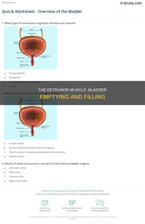 The Detrusor Muscle Bladder Emptying And Filling Cyvigor