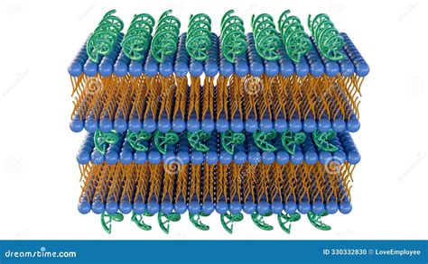 3d Rendering Lipid Bi Layer Cell Anatomy 3d Rendering Stock Image 249868225