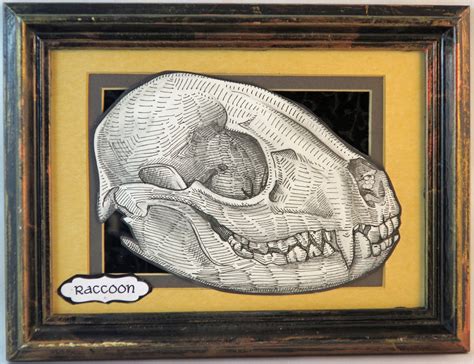 Raccoon Skull Original Framed Illustration Creepy Christine Art