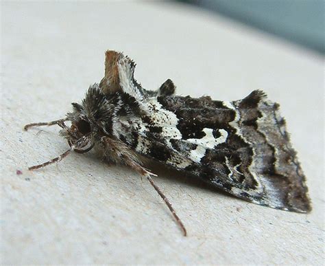 Salt And Pepper Looper Syngrapha Rectangula Bugguidenet