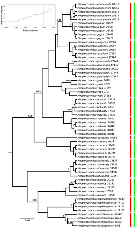 Bayesian Consensus Tree For Neoplecostomus Species Obtained From 10
