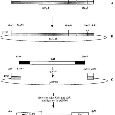 Plaque Hybridization Phage Lysates Prepared From The Lysogens E Coli Download Scientific