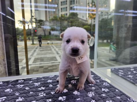 믹스견 사 스피츠성격 시바견성격 시베리안허스키성격 시츄성격 요크셔테리어성격 웰시코기성격 이탈리아그레이하운드성격 치와와성격 코카스파니엘성격 폼스키성격 폼치성격 폼피츠성격 푸숑