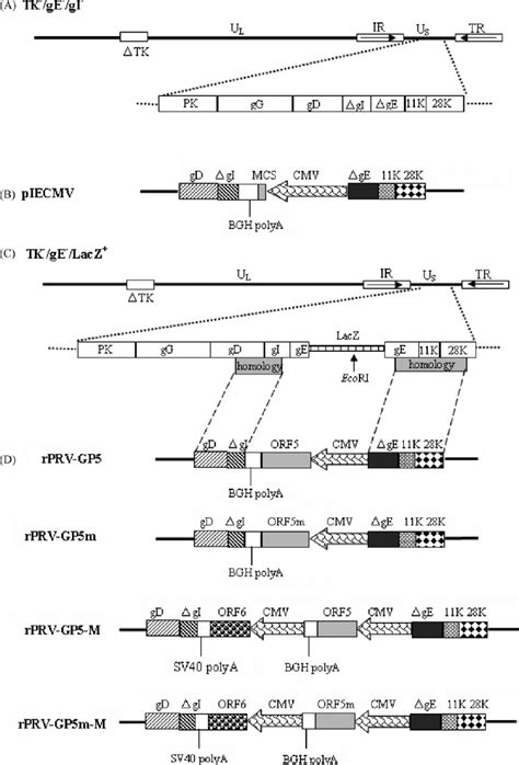 Schematic Diagrams Of The Prv Recombinants And Transfer Plasmid A