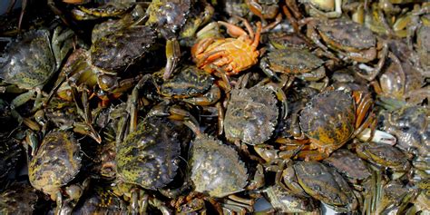 Can We Really Eliminate Invasive Species By Eating Them Foodprint