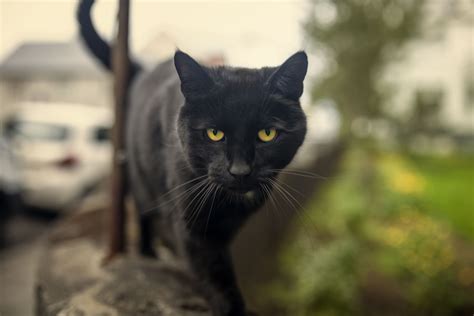 Bombay Cat Or Black Cat At Guadalupe Harshaw Blog
