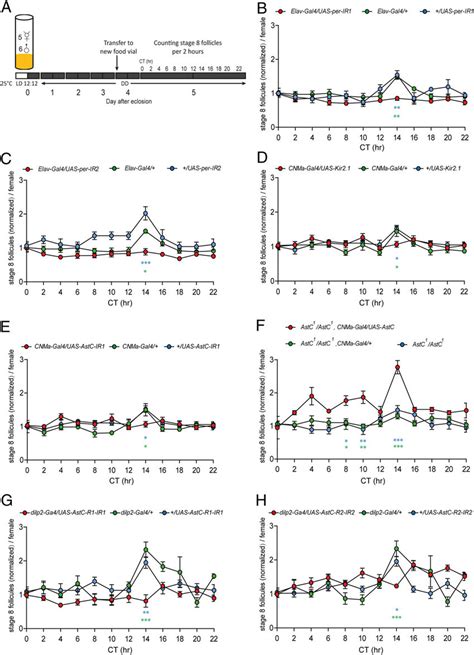 Astc Signaling From Astc Dn1p To Ipcs Generates The Circadian Download Scientific Diagram