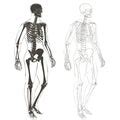 Image Of Skeleton Body Parts CreepyHalloweenImages