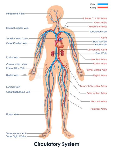 Gráfico Esquemático De Anatomia Do Sistema Circulatório Humano Para