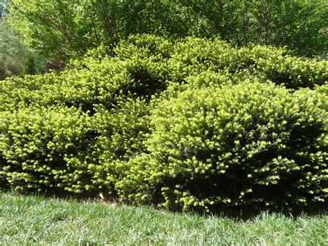Cephalotaxus Harringtonia Prostrata Prostrate Japanese Plum Yew