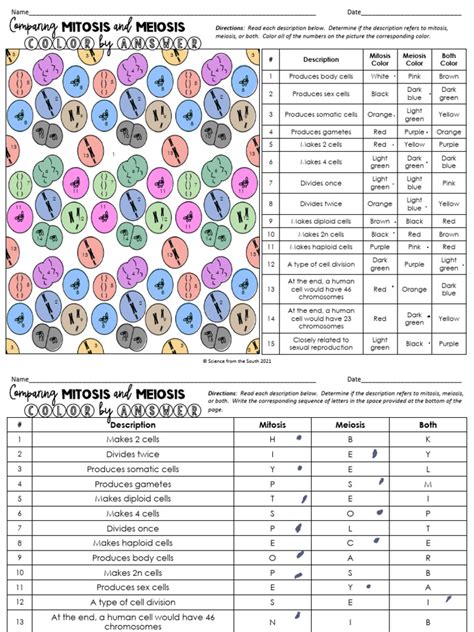 Student Mitosis Meiosis Coloring Pdf Ploidy Meiosis