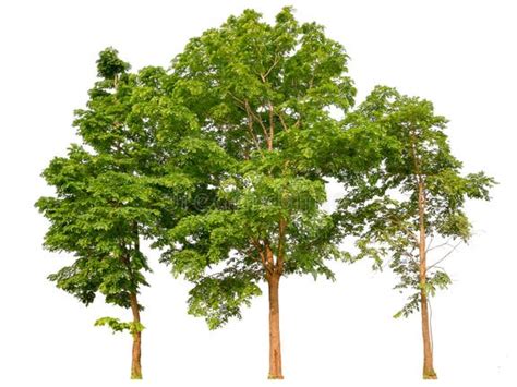 Panorama Tree Shooting With Isolated Pn White Background Stock Image Image Of Clipping