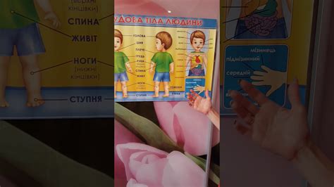 Тема Будова тіла людини Youtube