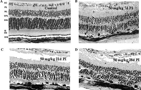 Hande Staining Of Paraffin Embedded Retinal Cross Sections Of Control Download Scientific