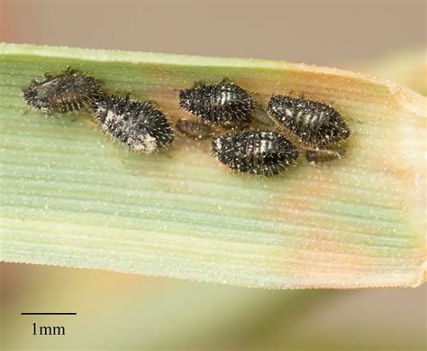 13 Types Of Black Aphids And How To Get Rid Of Them