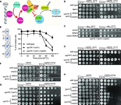 Disruption Of The Mitotic Checkpoint Complex Suppresses The Cell Cycle Download Scientific