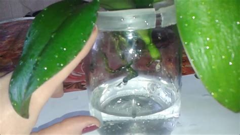 ორქიდეომანია დაზიანებული ორქიდეას დაფესვიანება წყალზე Youtube