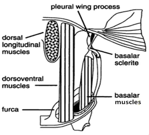 Figure 4 1 From Role Of The Drosophila Melanogaster Indirect Flight