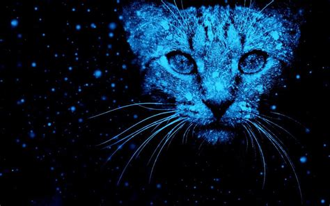 Cat Silhouette Wallpapers Top Free Cat Silhouette Backgrounds