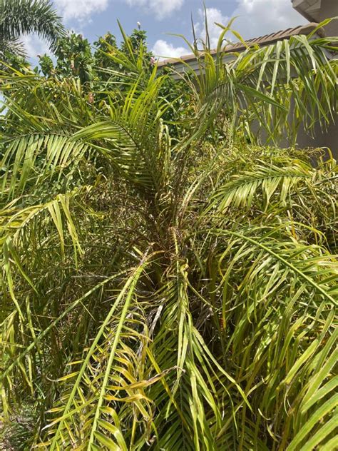 Sick Palm Discussing Palm Trees Worldwide Palmtalk