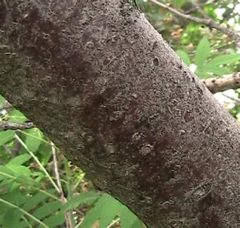 Quercus Gambelii